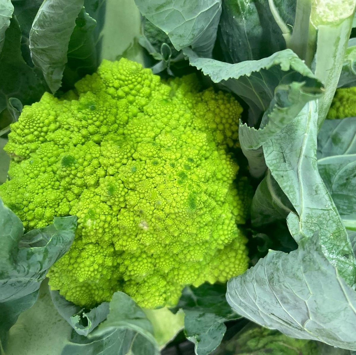 Romanesque - Farmers Fayre