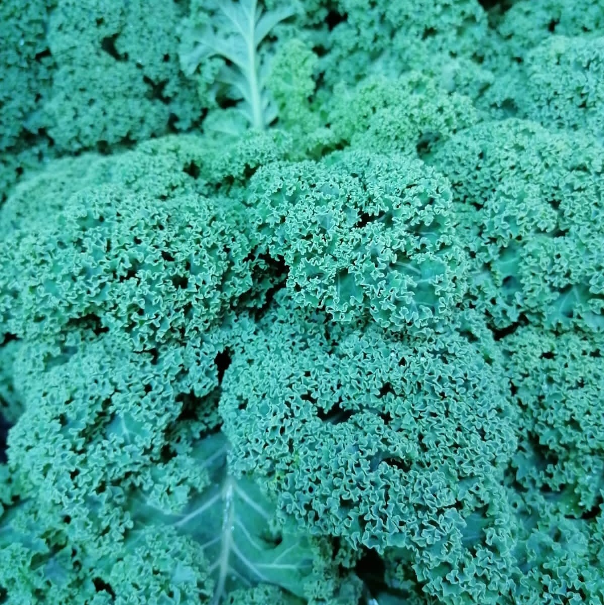 Giant Curly Kale (Bunch) - Farmers Fayre